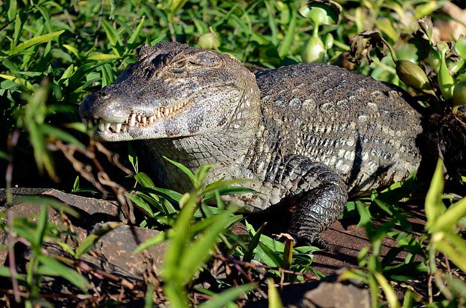 Un yacaré es la nueva atracción de la Costanera - El Territorio Misiones