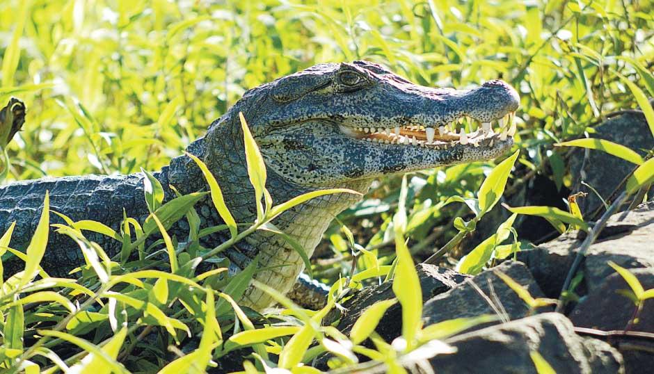 Un yacaré es la nueva atracción de la Costanera - El Territorio Misiones